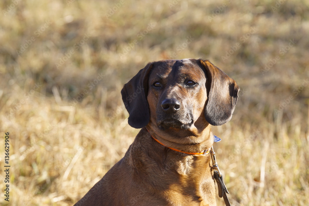 Bayrischer Gebirgsschweißhund - BGS Stock-Foto | Adobe Stock