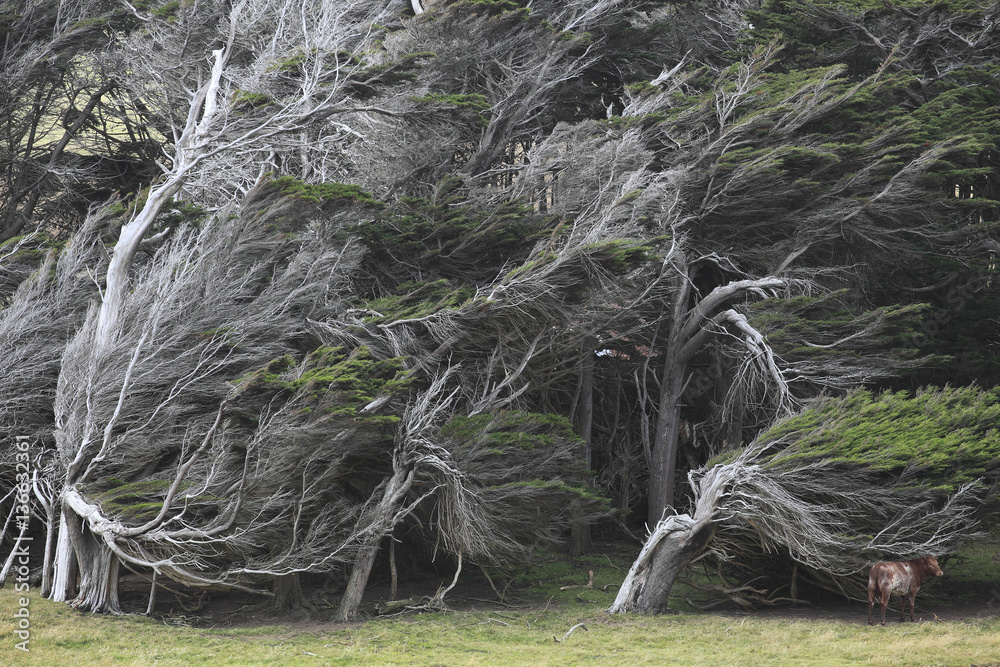 Cupressus macrocarpa / Cyprès de Lambert Stock Photo | Adobe Stock
