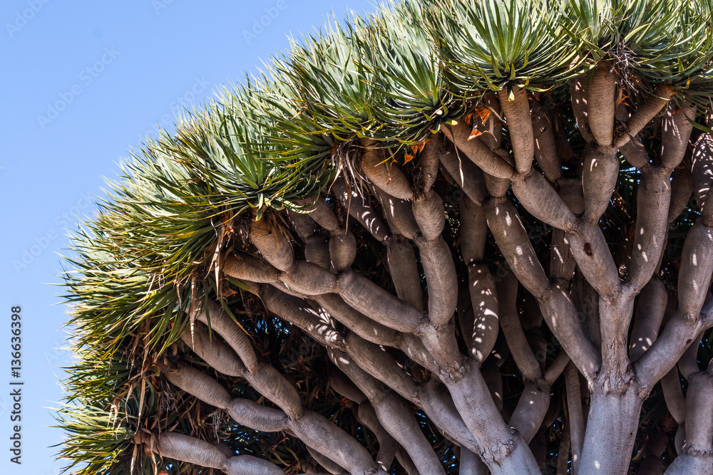 The underside of a Dragon Blood Tree, a plant native to the Socotra ...