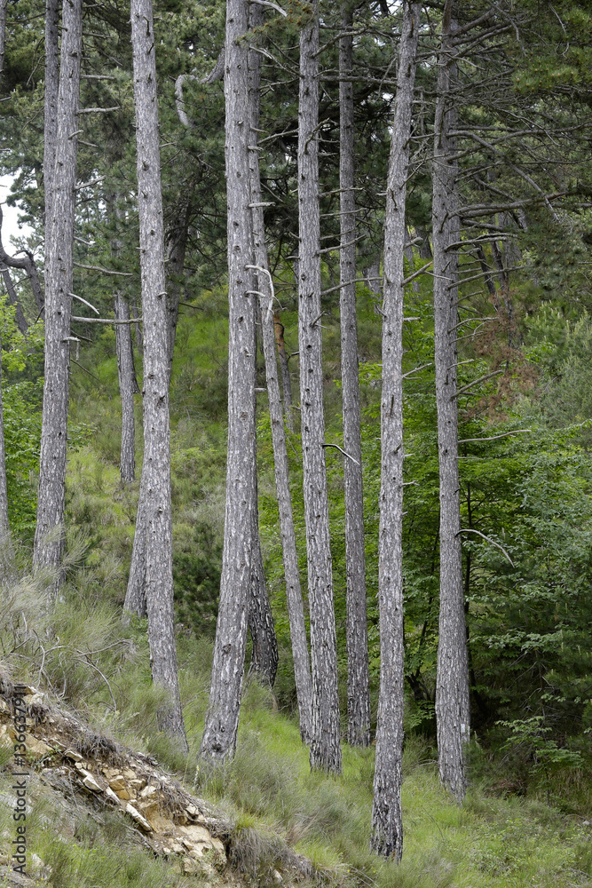 Pinus mesogeensis / Pinus pinaster subsp. pinaster / Pin de Corte Stock ...