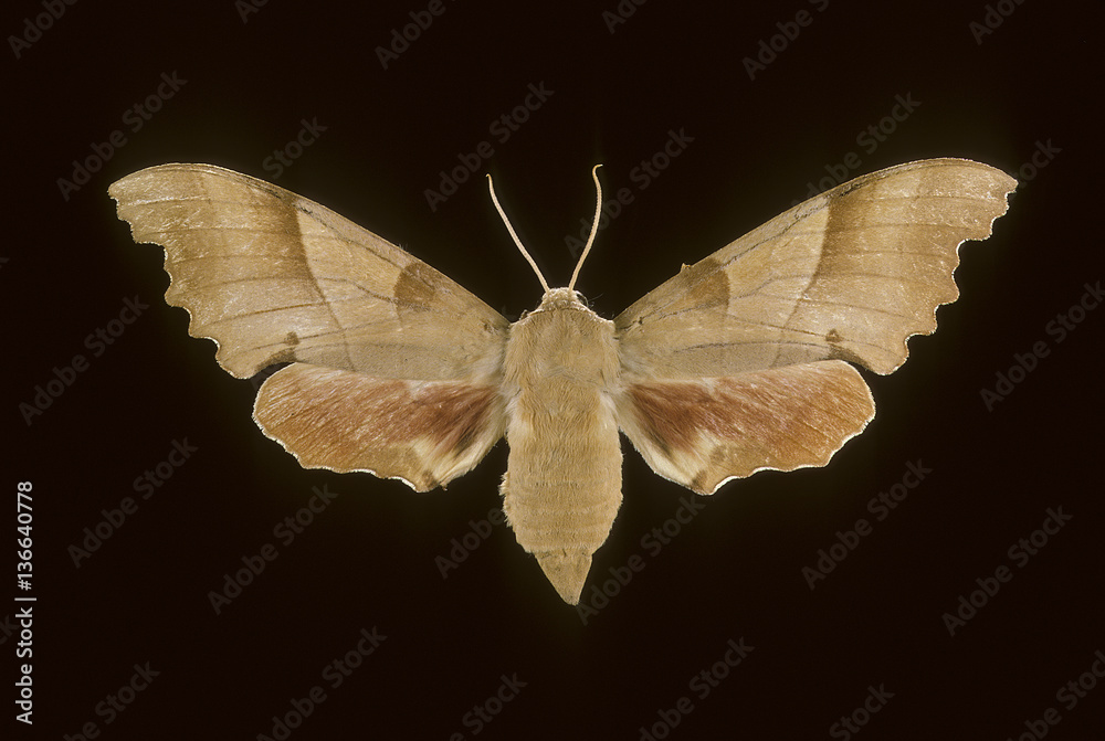 Marumba quercus / Sphinx du chêne vert Stock Photo | Adobe Stock