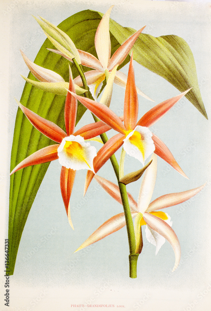 Phaius grandifolius Stock Photo | Adobe Stock