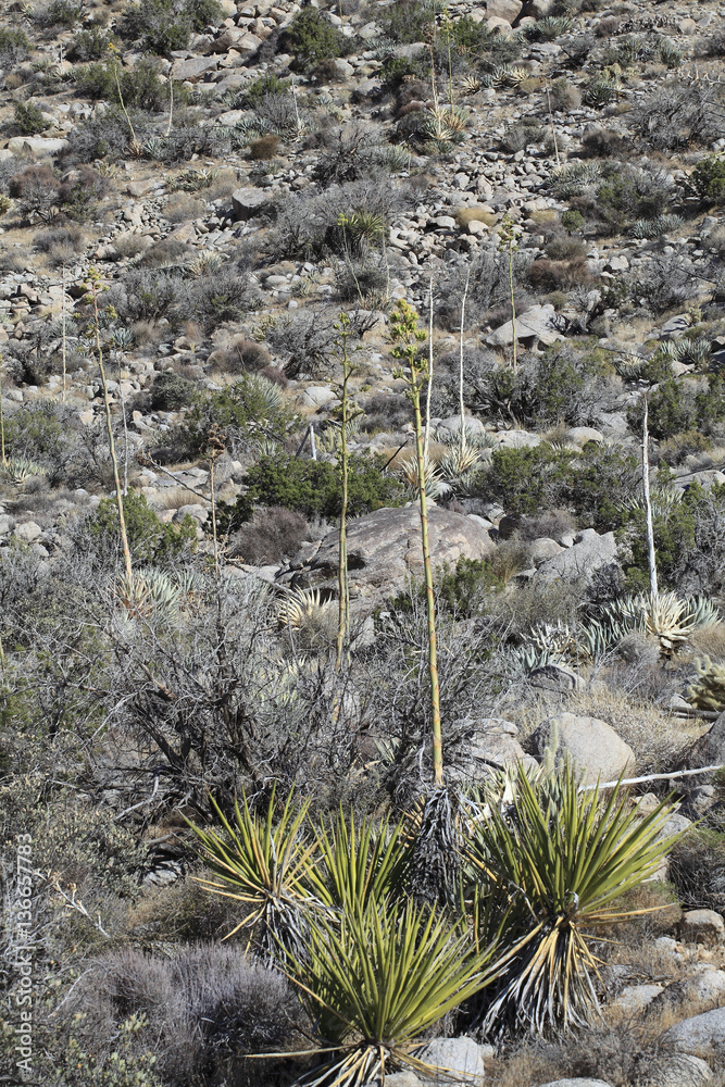 Agave deserti / Agave parryi / Desert Agave / Mescal / Anza-Borrego ...