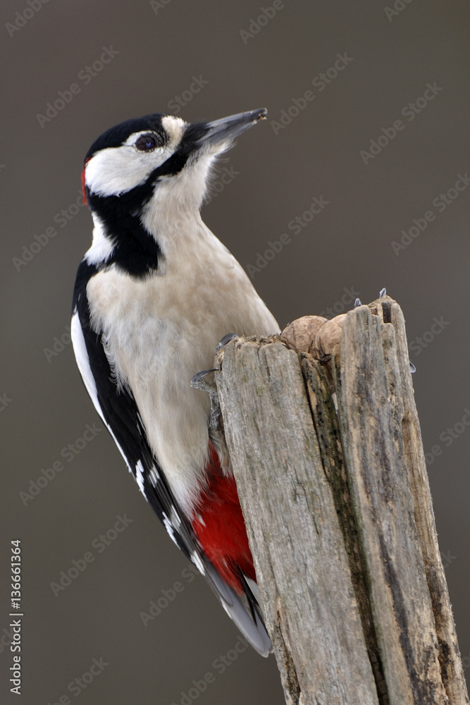 Picoides major / Pic épeiche / mâle Stock Photo | Adobe Stock