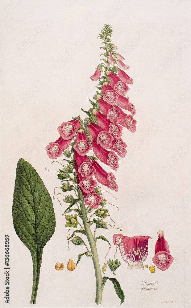 Digitalis Purpurea Drawing