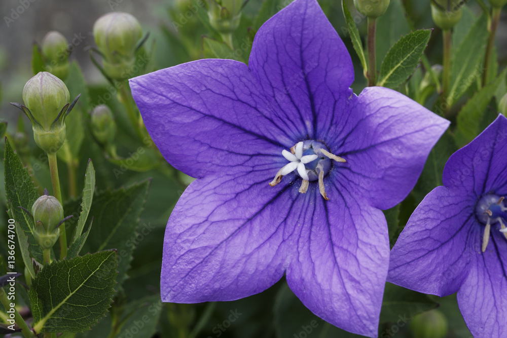 Platycodon grandiflorum 'Mariesii' / Campanule à grandes fleurs Stock ...