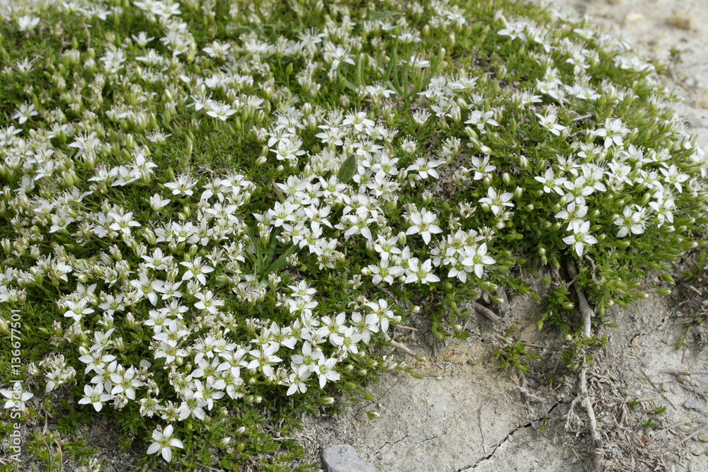 Minuartia rupestris subsp. rupestris / Minuartie des rochers Stock ...