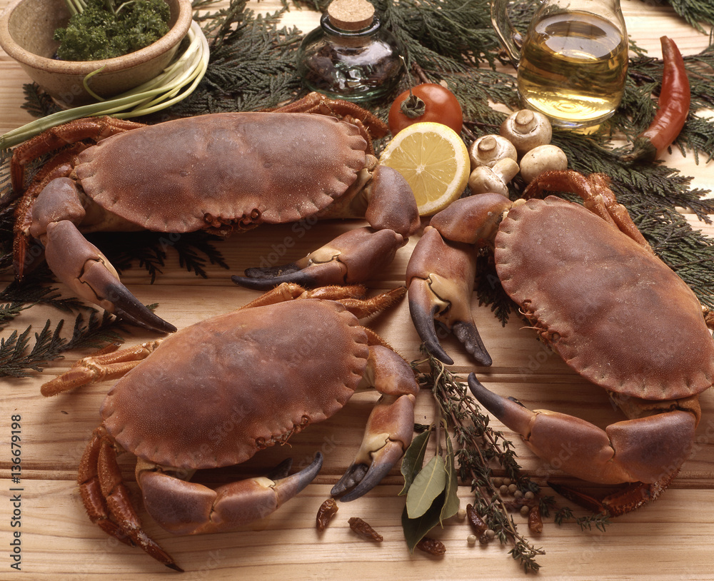 Tourteau / Crabe Dormeur / Poupard / Cancer pagurus Stock Photo | Adobe ...