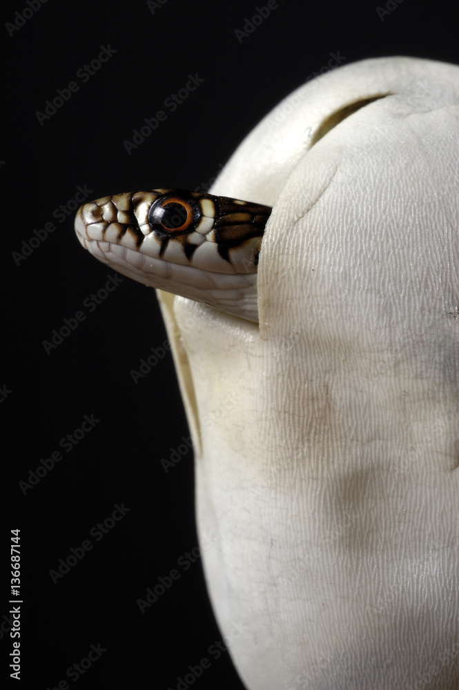 Coluber viridiflavus / Couleuvre verte et jaune Stock Photo | Adobe Stock