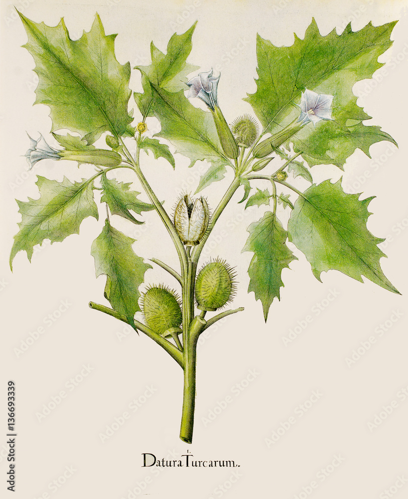 Datura Stramonium Illustration