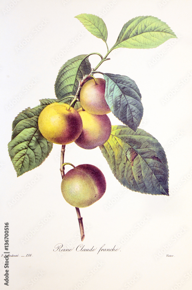 Prunus domestica / Prune 'Reine Claude franche' / Prunier Stock ...