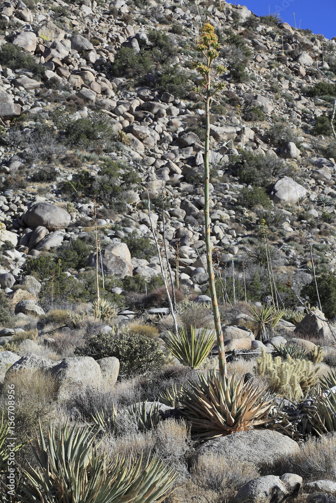 Agave deserti / Agave parryi / Desert Agave / Mescal / Anza-Borrego ...