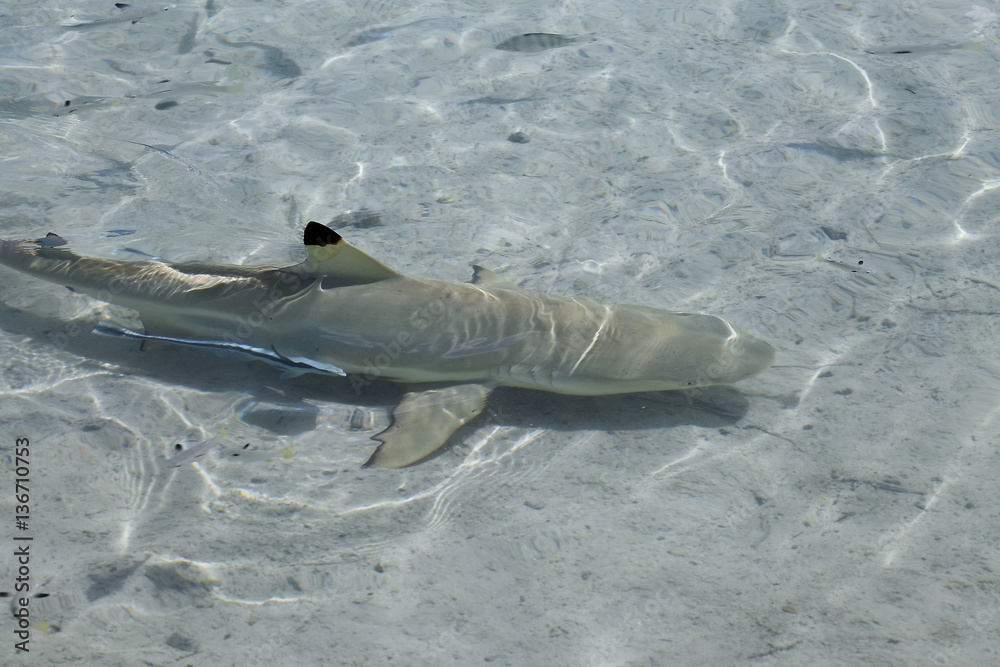 Carcharhinus melanopterus / Requin à pointe noire Stock Photo | Adobe Stock