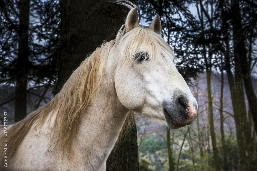 cheval/cheval blanc Stock Photo | Adobe Stock
