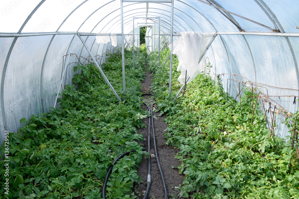 Potatoes in a greenhouse. Cultivation of early potatoes in the g Stock ...