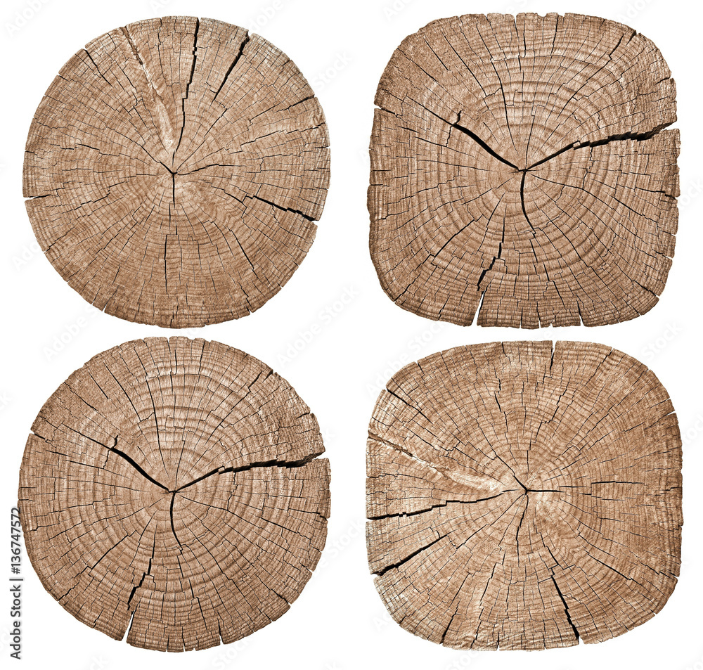 Cross section of tree trunk showing growth rings on white background ...