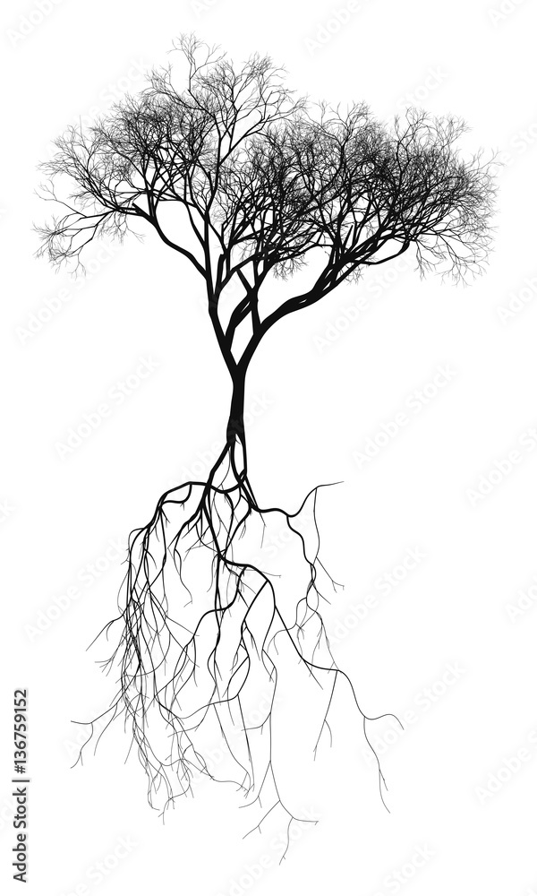 Bare Tree Drawing With Roots