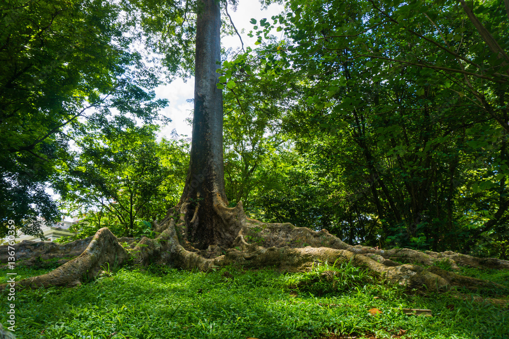 Kayu Raja or The King Tree from asia with big root and one of the ...