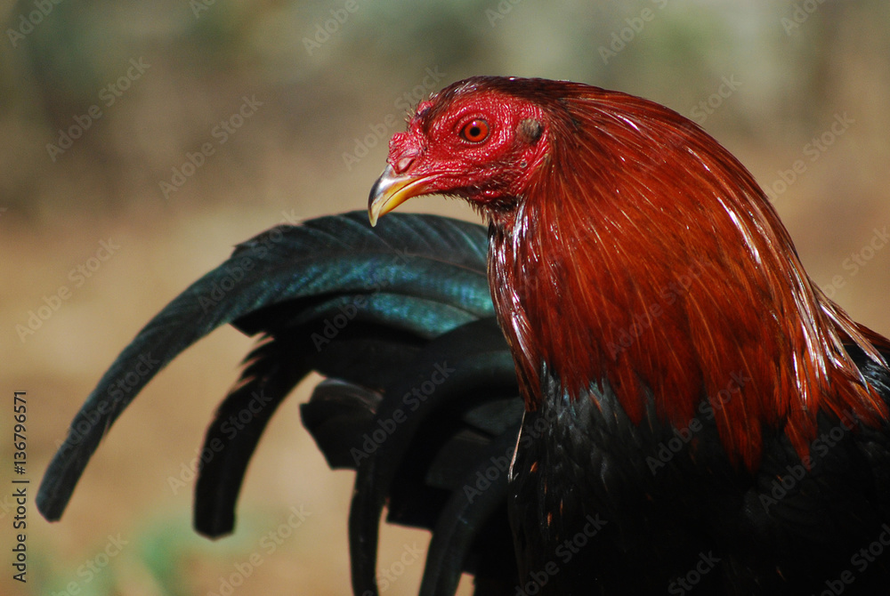 Gallo fino en un campo cubano foto de Stock | Adobe Stock
