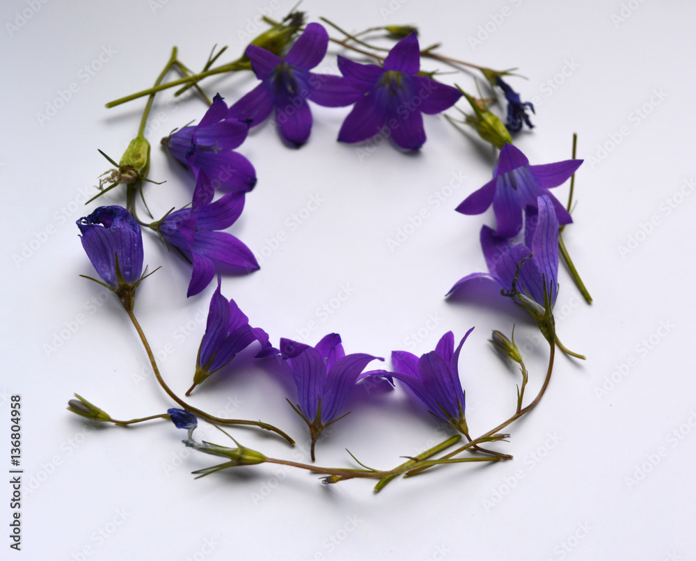 frame of flowers field of blue bell on a white background, card ...