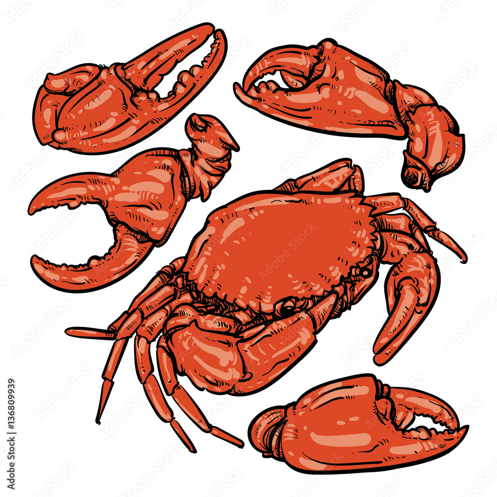 Crab hand draw on white background. Claw Crab doodle vector illu Stock ...