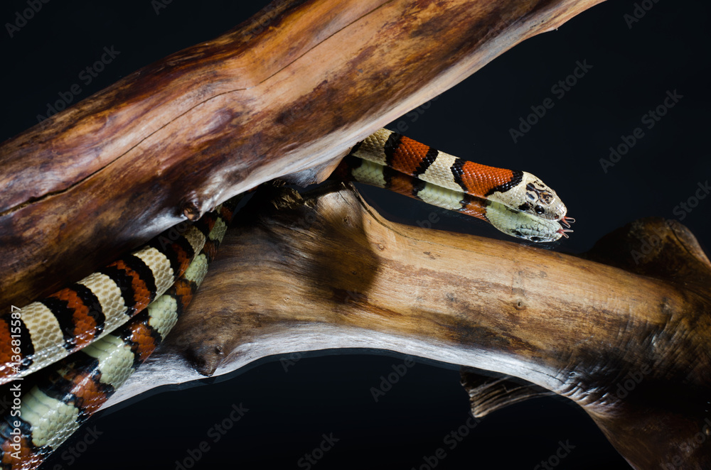 beautiful portraits of the royal snake in the mirror Stock Photo ...