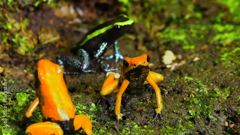 Golden Poison Terribilis Arrow Frog Group. The golden poison frog ...