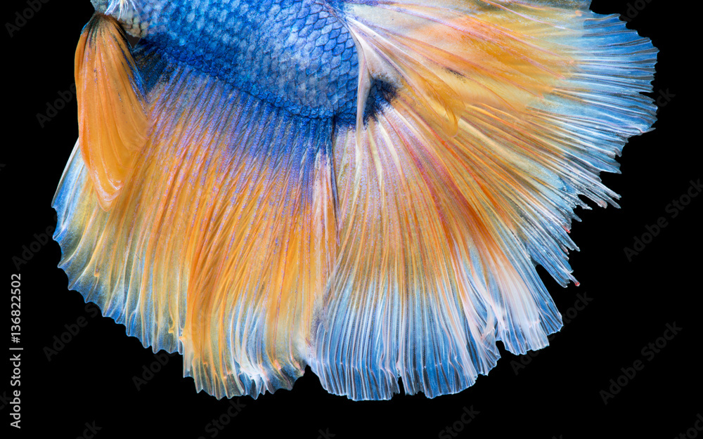 blue-yellow betta Stock Photo | Adobe Stock