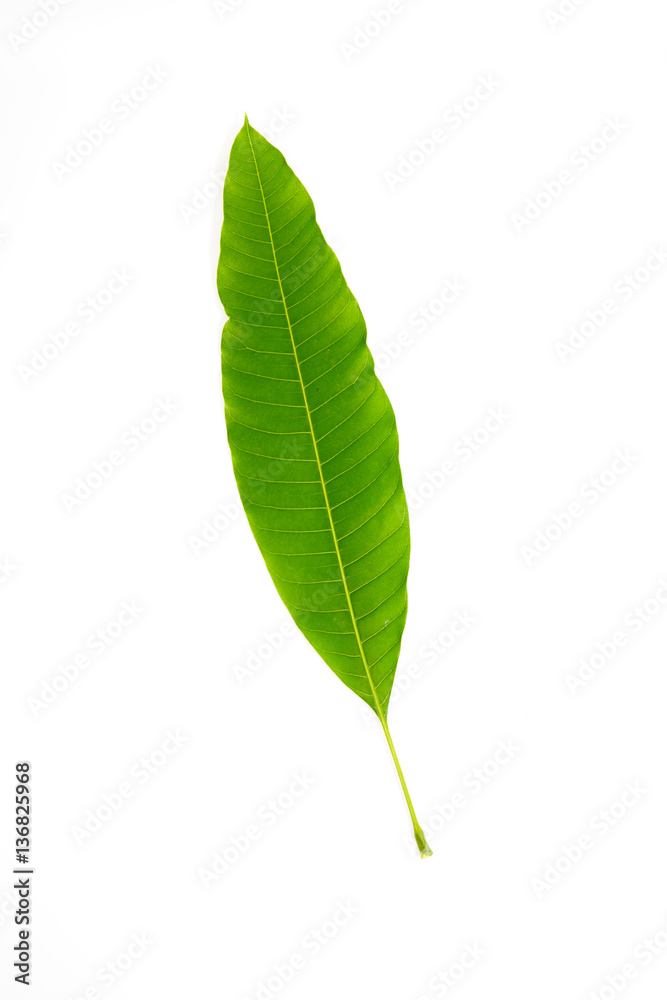 mango leaves isolated on a white background Stock Photo | Adobe Stock