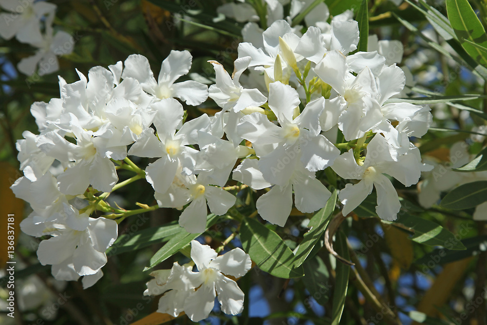 Laurier rose fleurs blanches Stock Photo | Adobe Stock