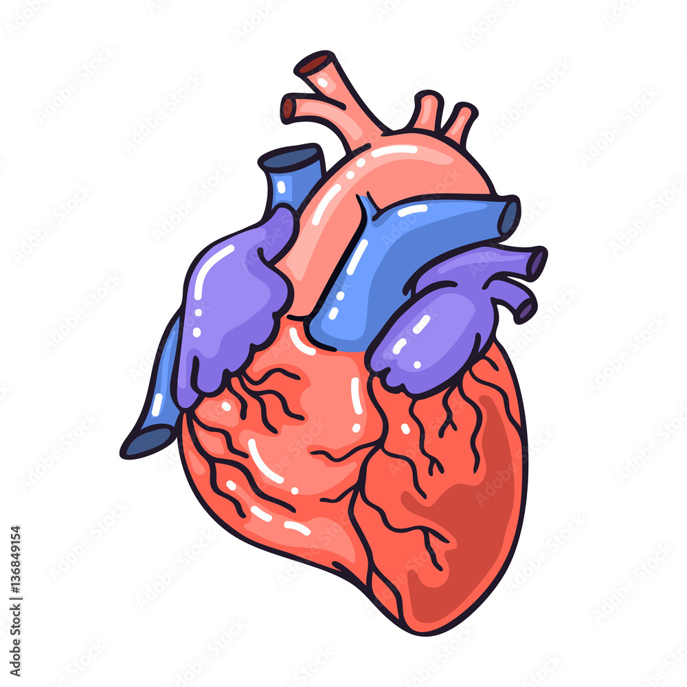 Hand drawing sketch anatomical heart.Cartoon style vector illustration ...