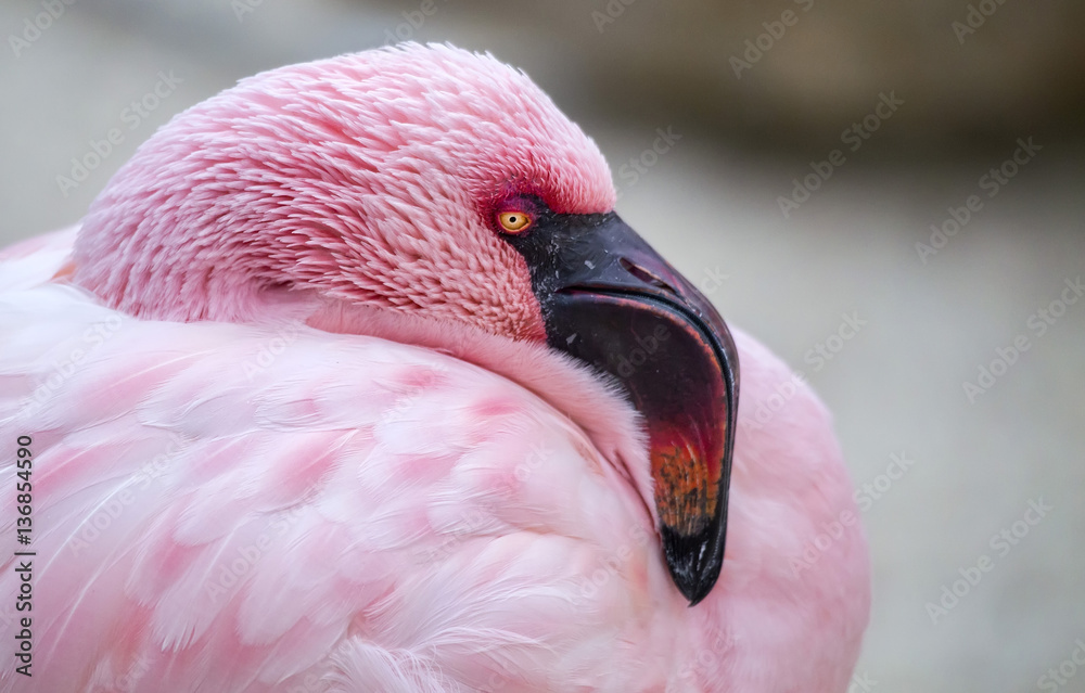 Lesser Flamingo