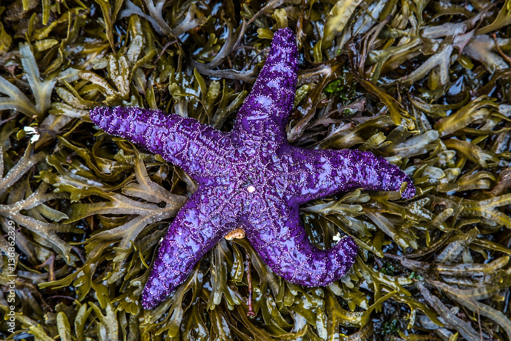 Purple Starfish Photography