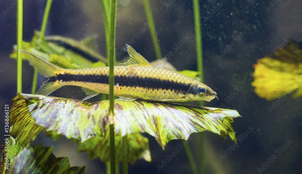 Siamese algae eater fish (Crossocheilus siamensis) Stock Photo | Adobe ...