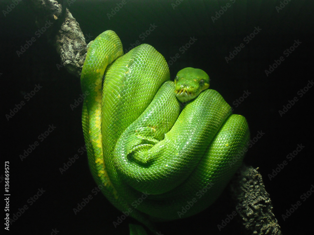 Schlange Stock Photo | Adobe Stock