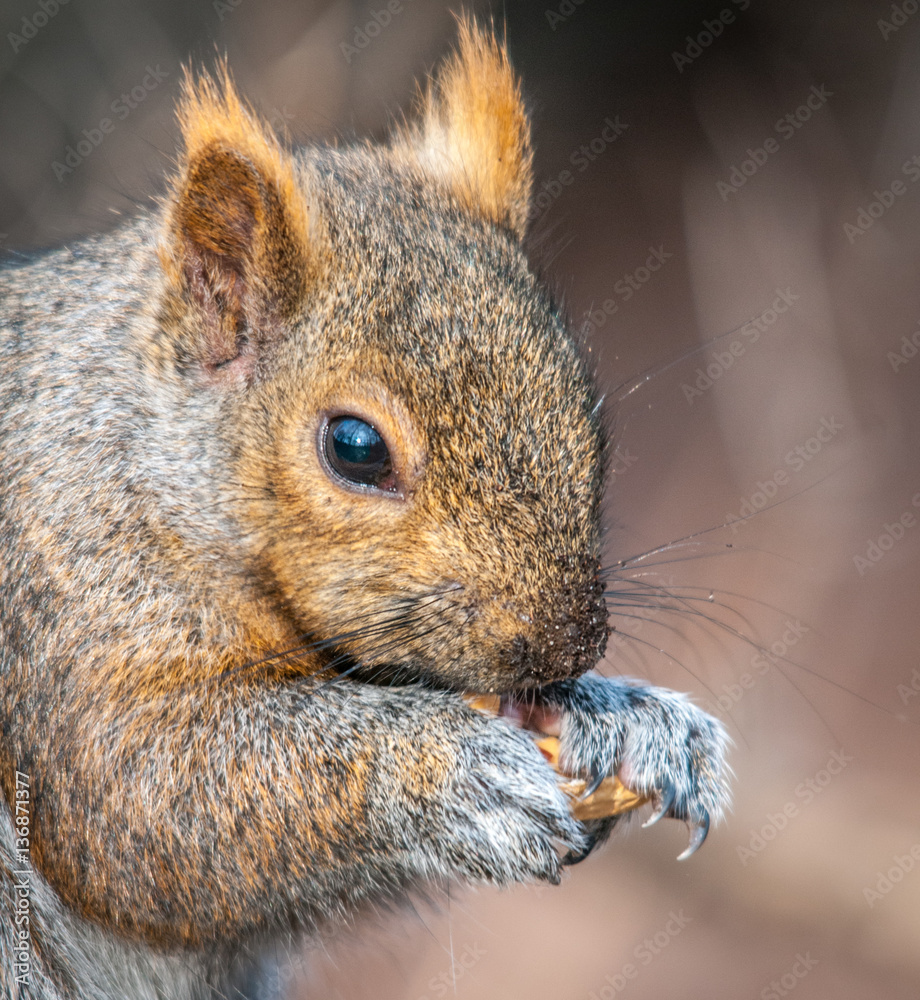 Praying Squirrel Stock Photo | Adobe Stock