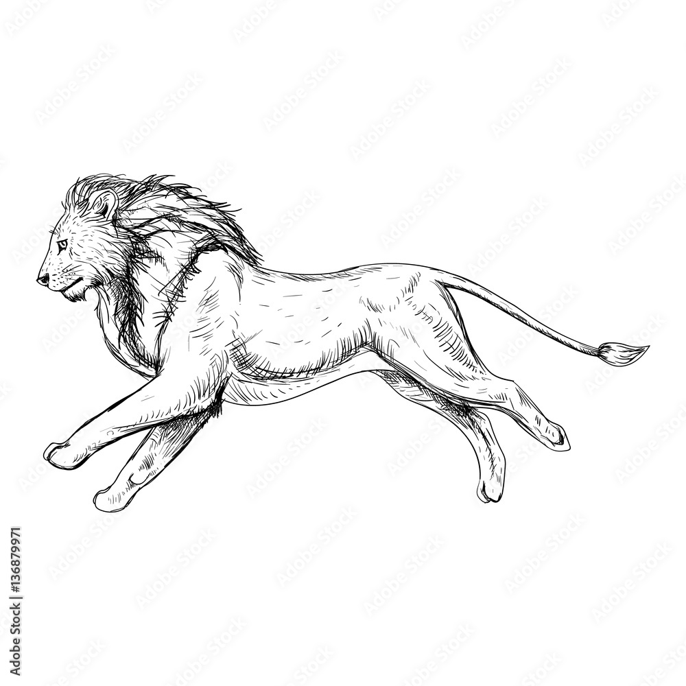 Hand drawn sketch of running lion. Vector illustration. Stock Vector ...