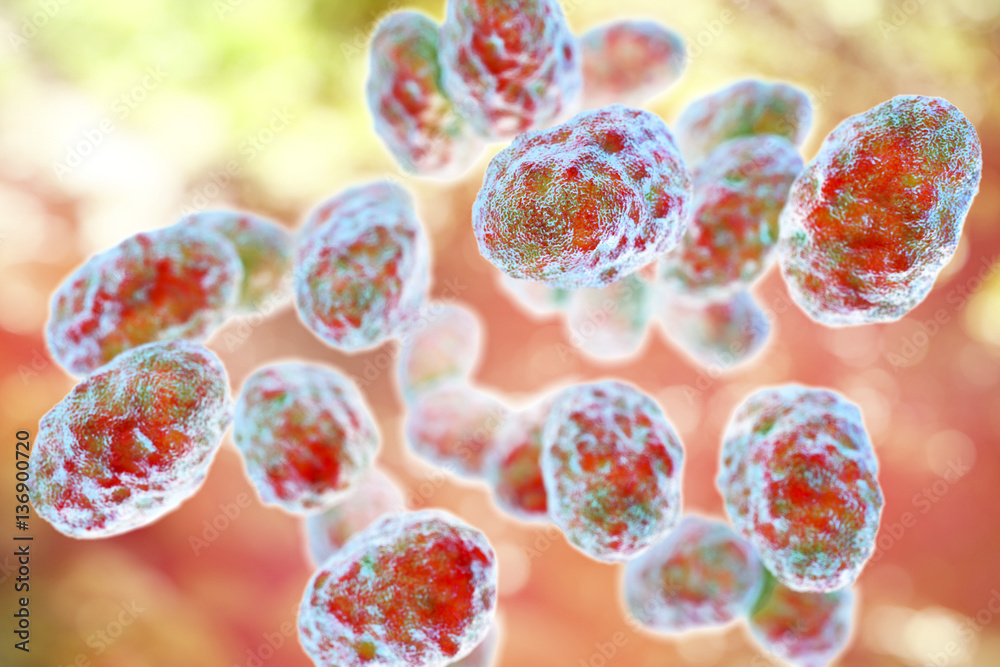 Pleomorphic Bacteria