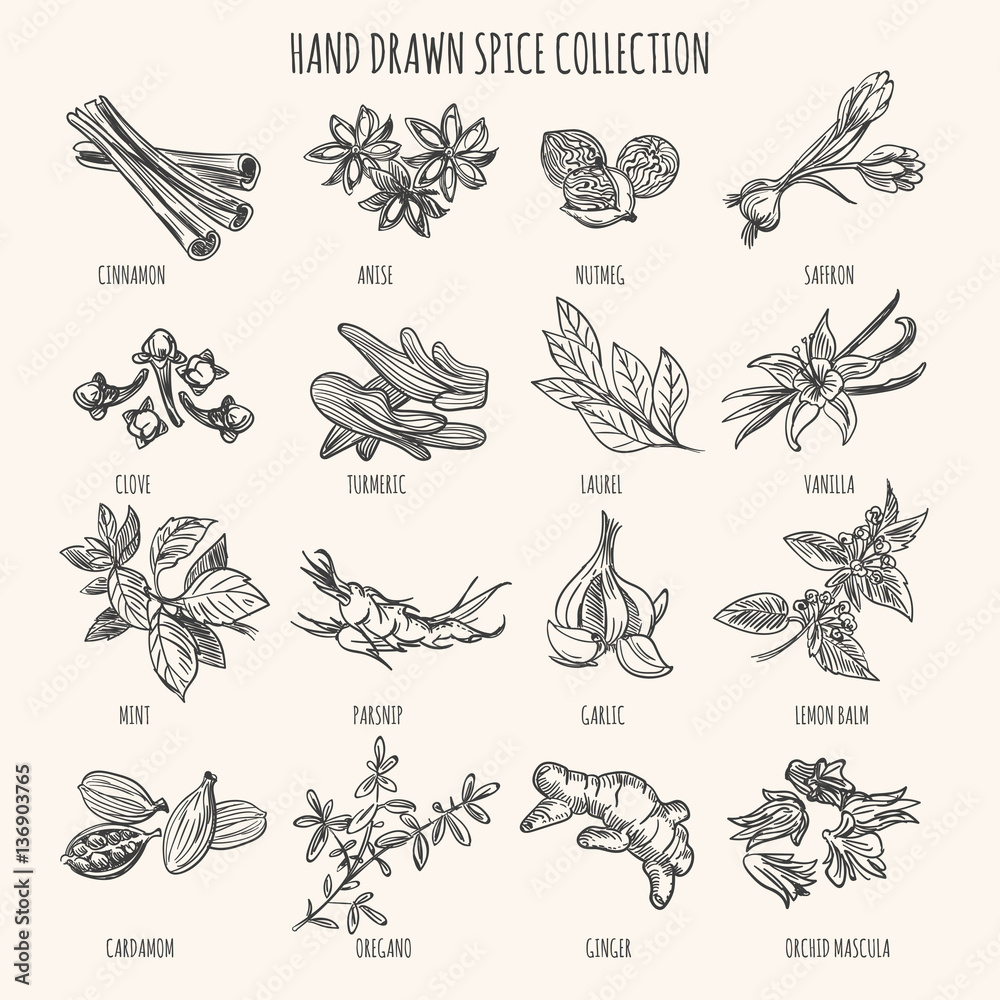 Vector hand drawn herbs, seasonings and seeds ingredients. Mint and ...