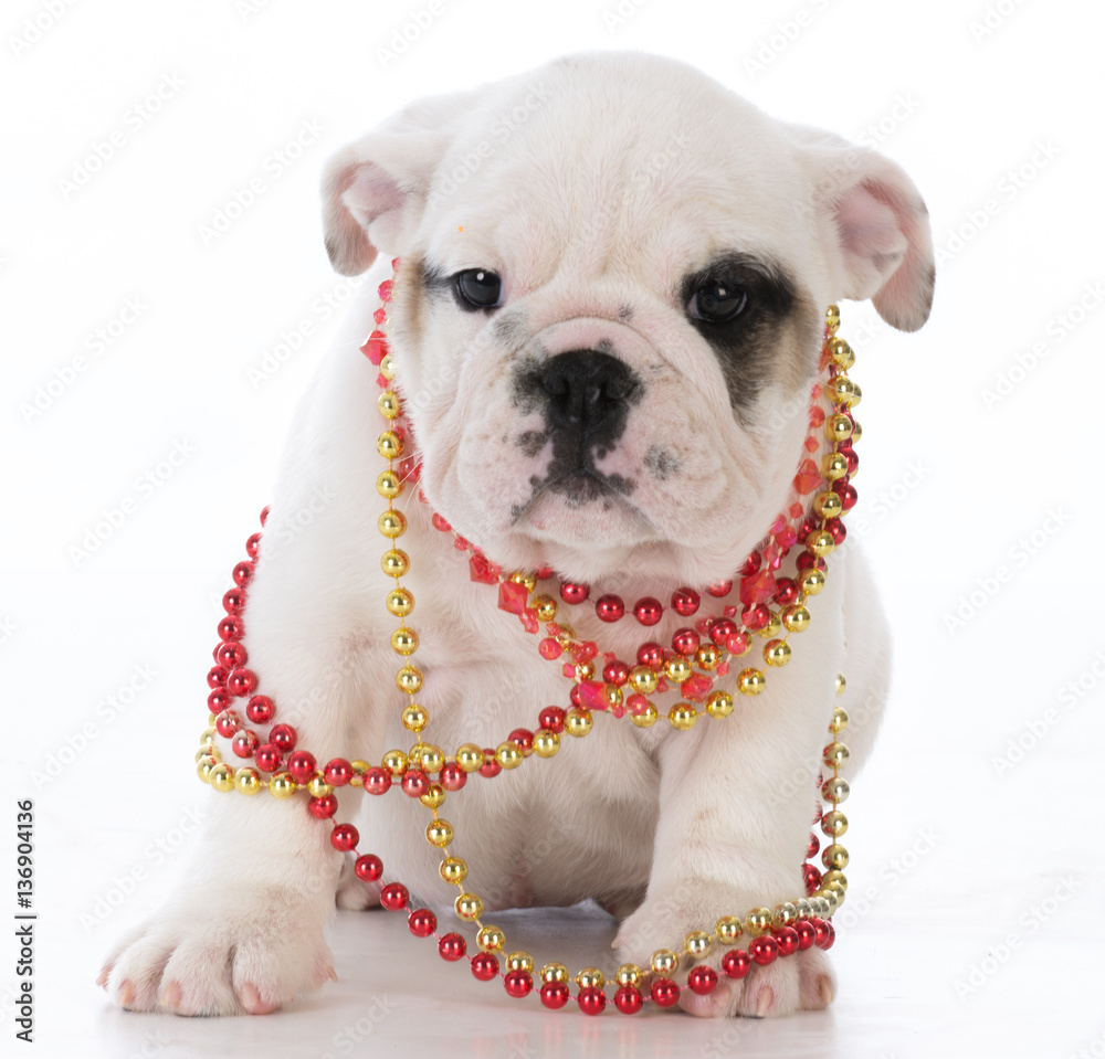 female bulldog puppy Stock Photo | Adobe Stock