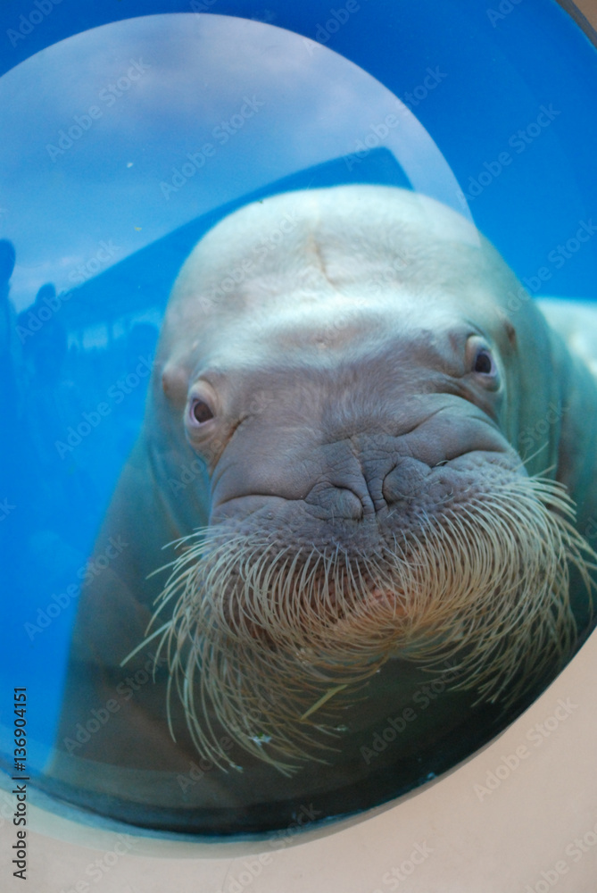 Smiling Walrus