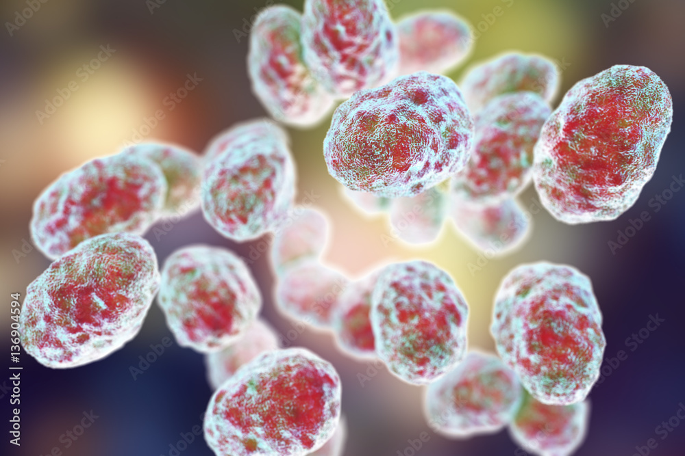 Bacteria Francisella tularensis, 3D illustration. Gram-negative ...