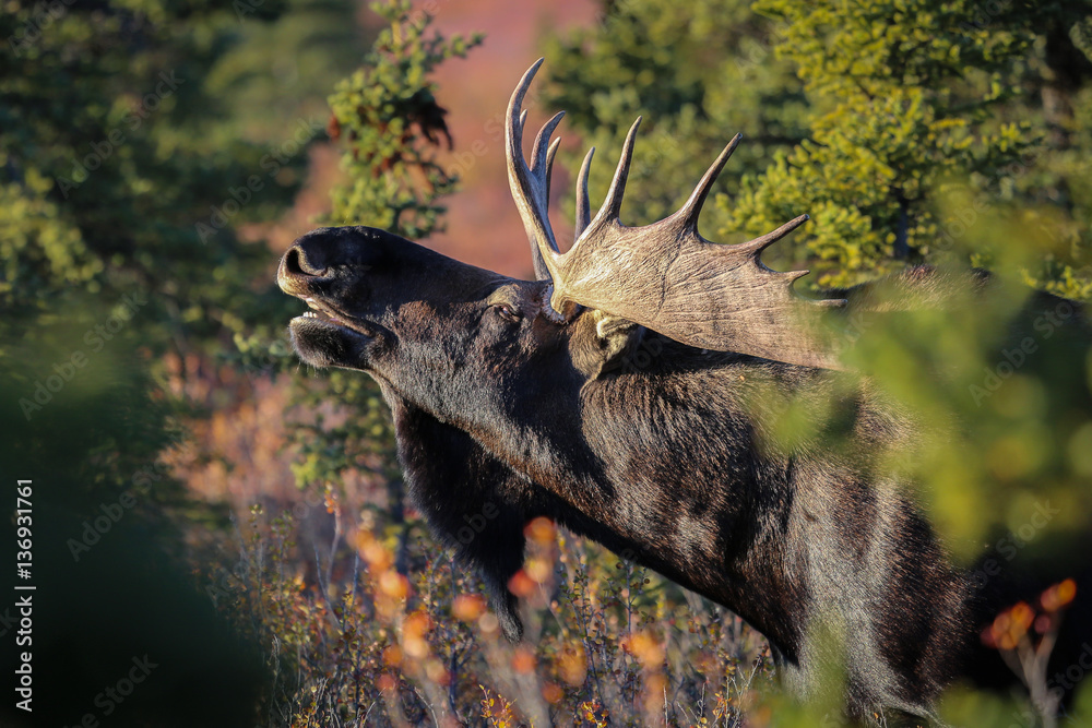 Profile of an impressive male Moose, looking up, in the late afternoon ...