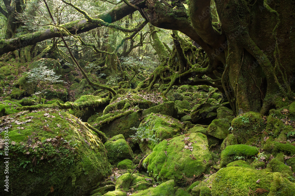 'Mononoke no Mori', Moss forest in Shiratani Unsuikyo, Yakushima Island ...