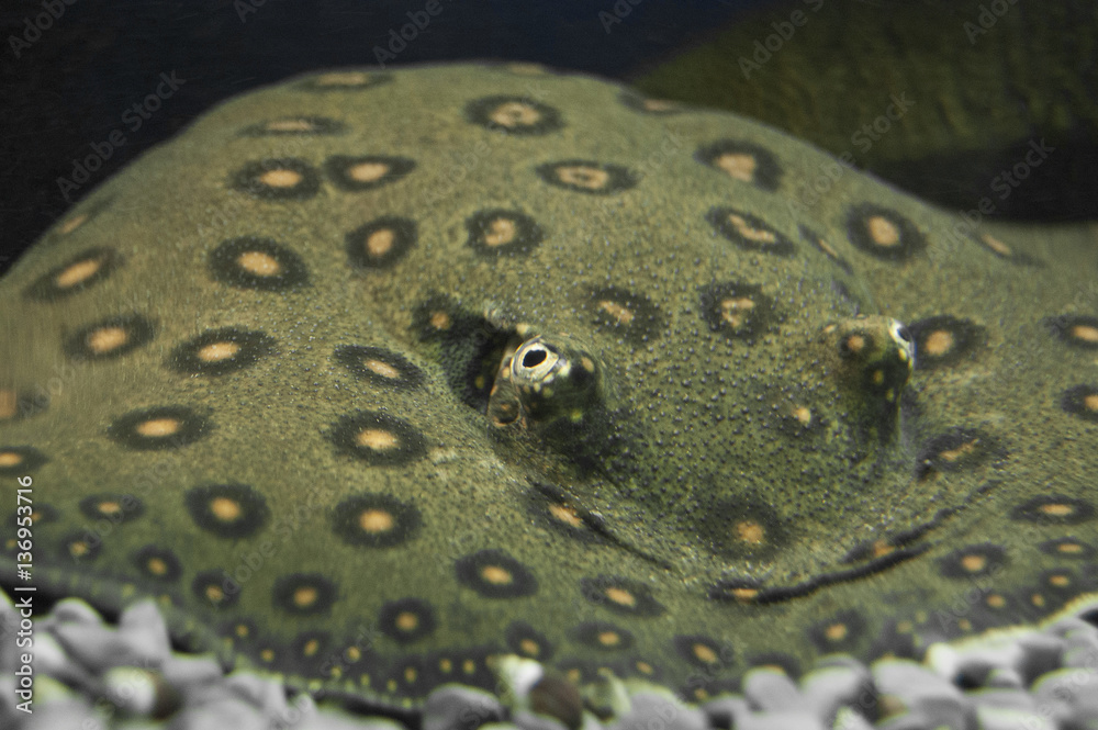potamotrygon tigrina, tiger skate, tiger river stingray in water. Ocean ...