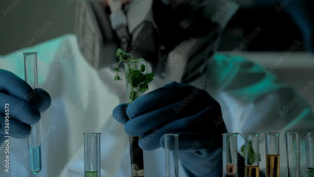 Bio laboratory experiment with germ of GMO's plant. Scientist in ...