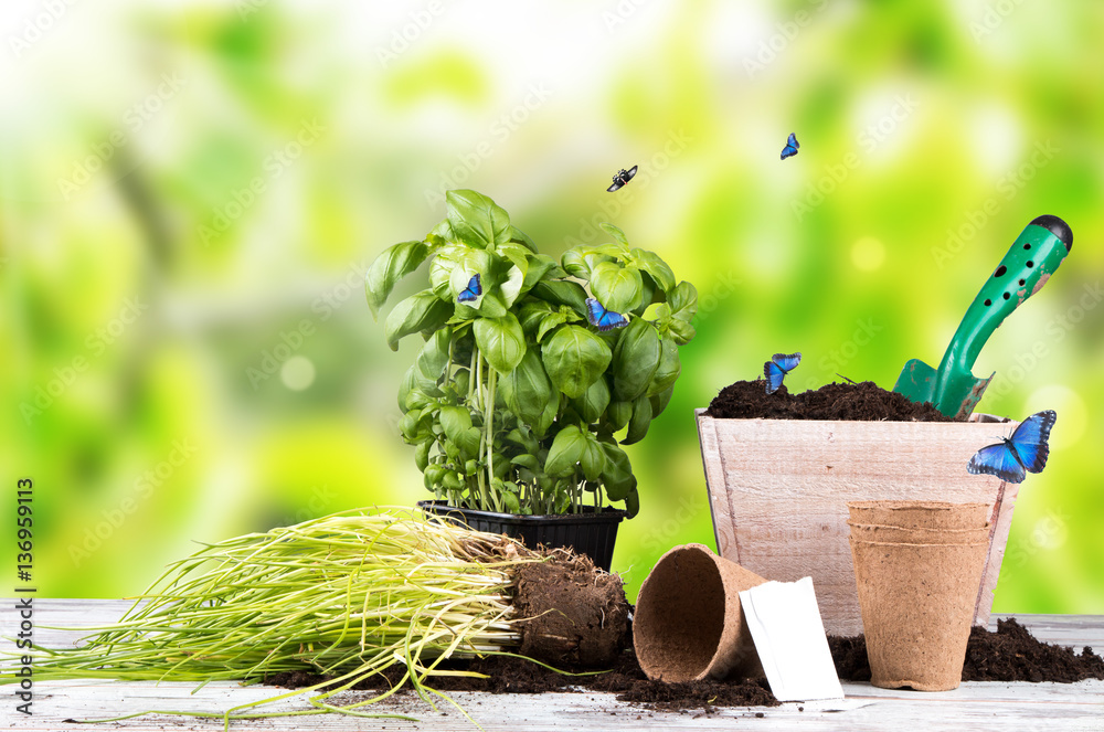 Foto Stock Garden tolls and spring seedling on wood and nature green ...
