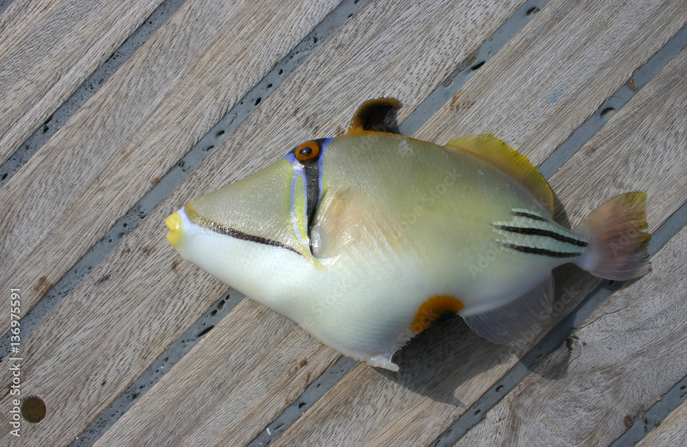 Beautiful tropical fish from the Red Sea, which are caught on bait ...