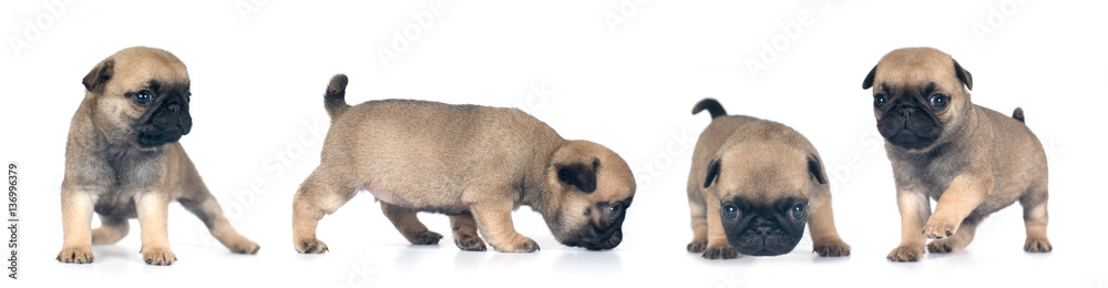 Four Pug puppies portrait Stock Photo | Adobe Stock