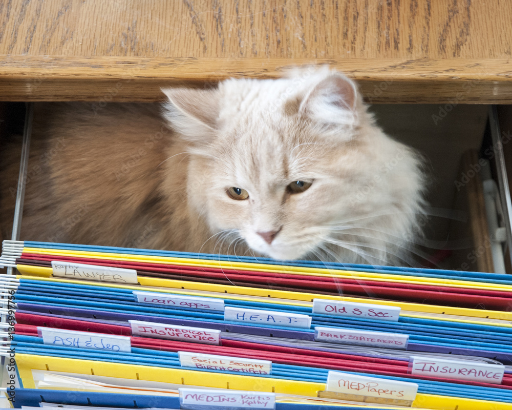 secretary cat Stock Photo | Adobe Stock